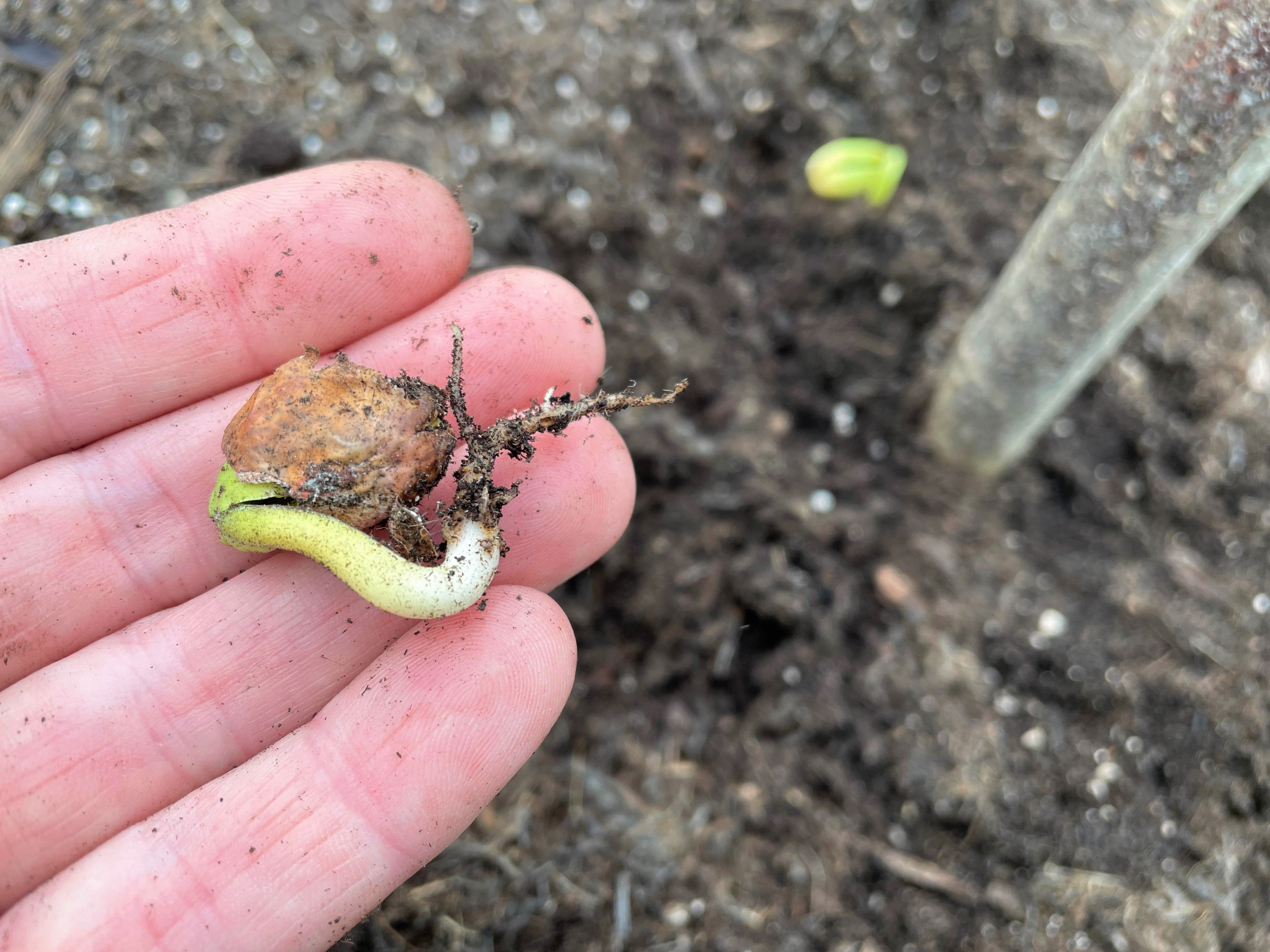 Bean Seed Fly – Allotment Haven