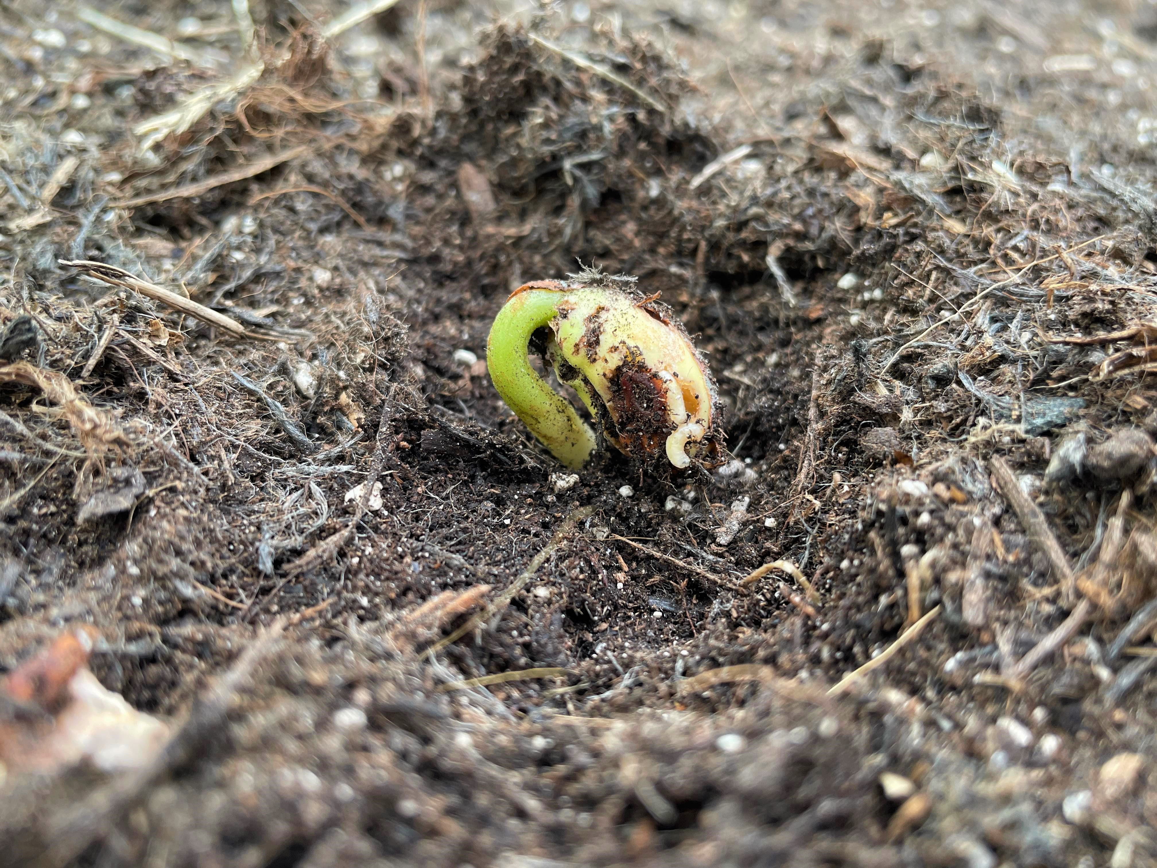 Bean Seed Fly – Allotment Haven