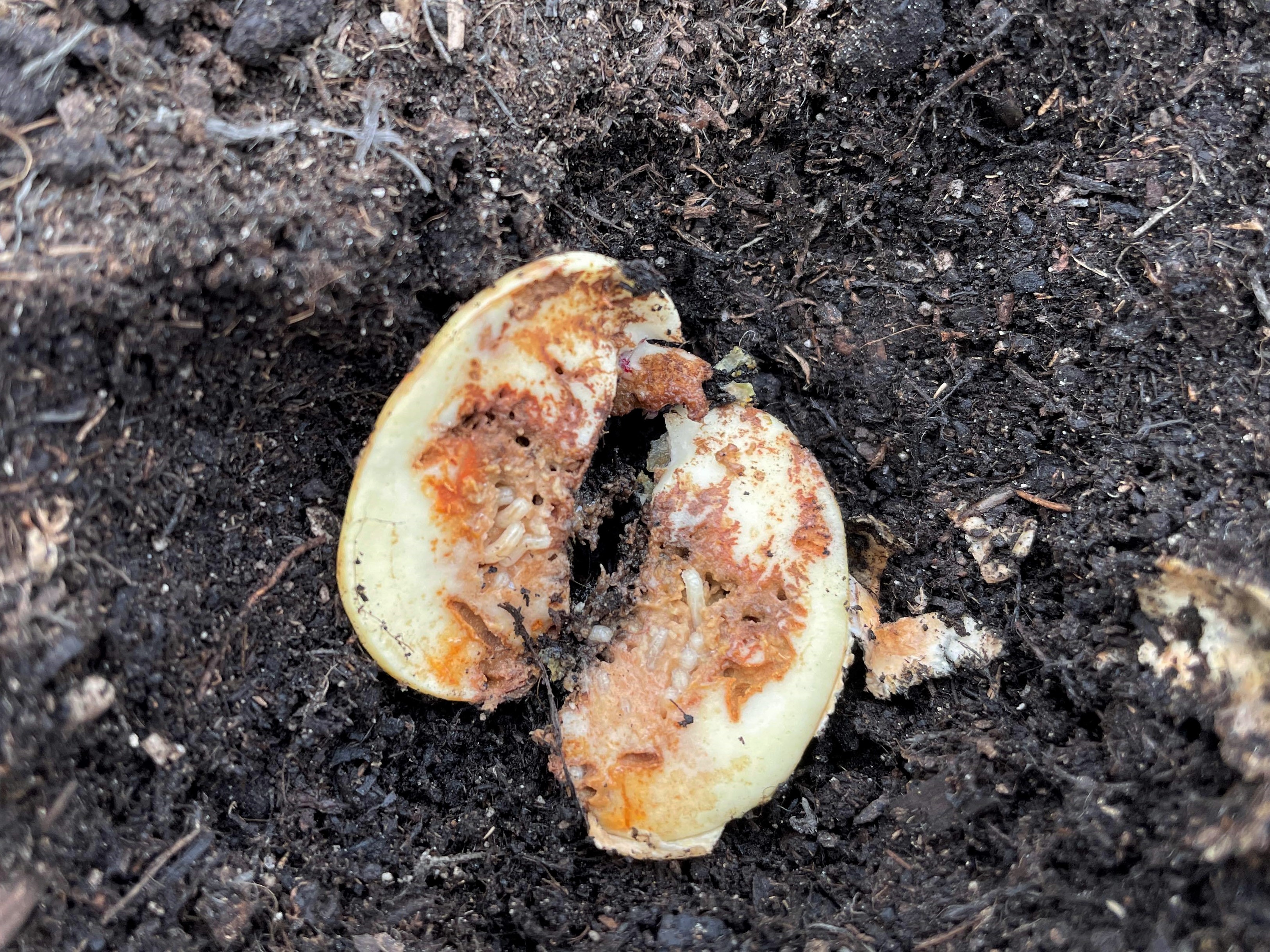 Bean Seed Fly – Allotment Haven