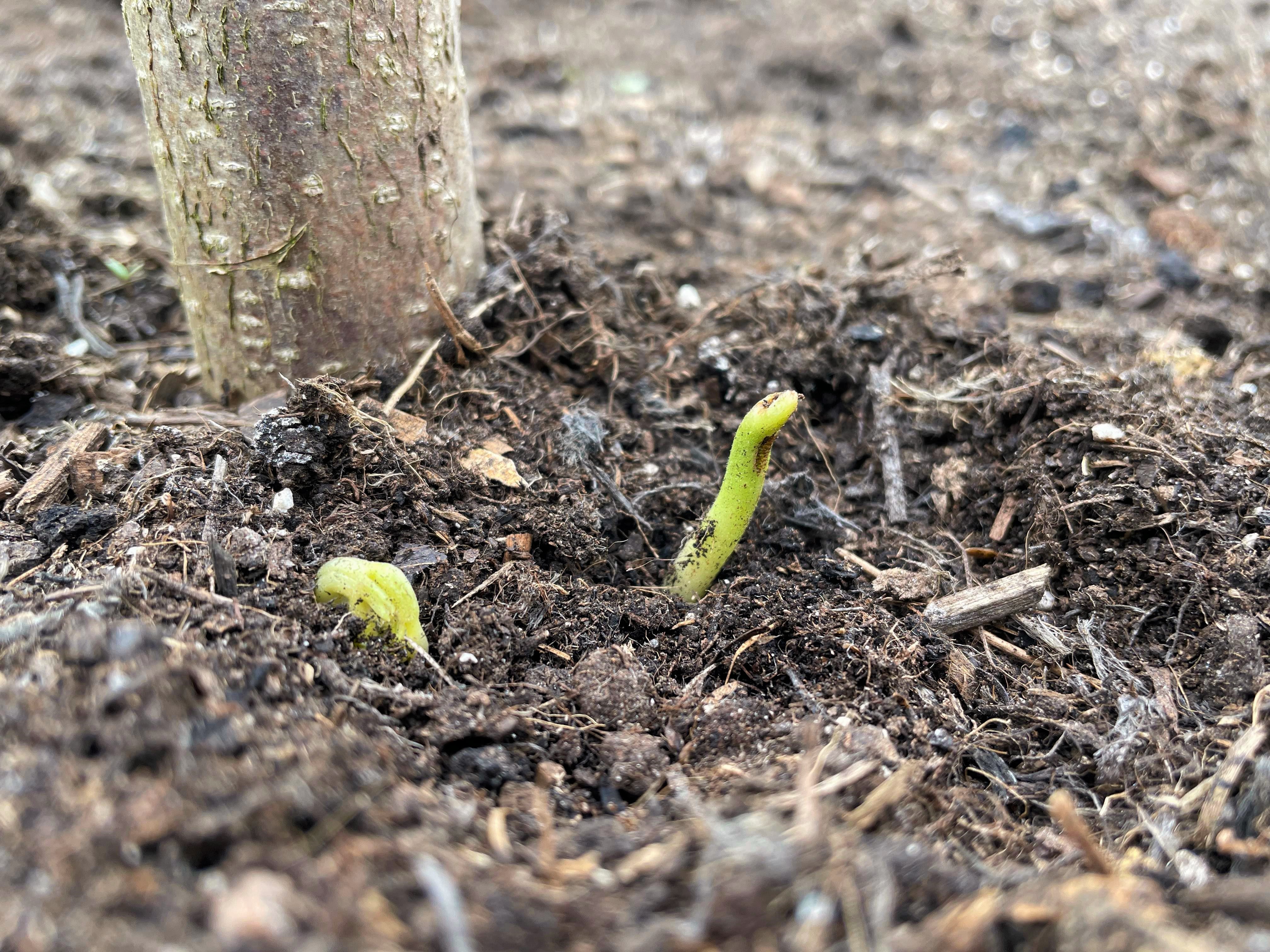 Bean Seed Fly – Allotment Haven