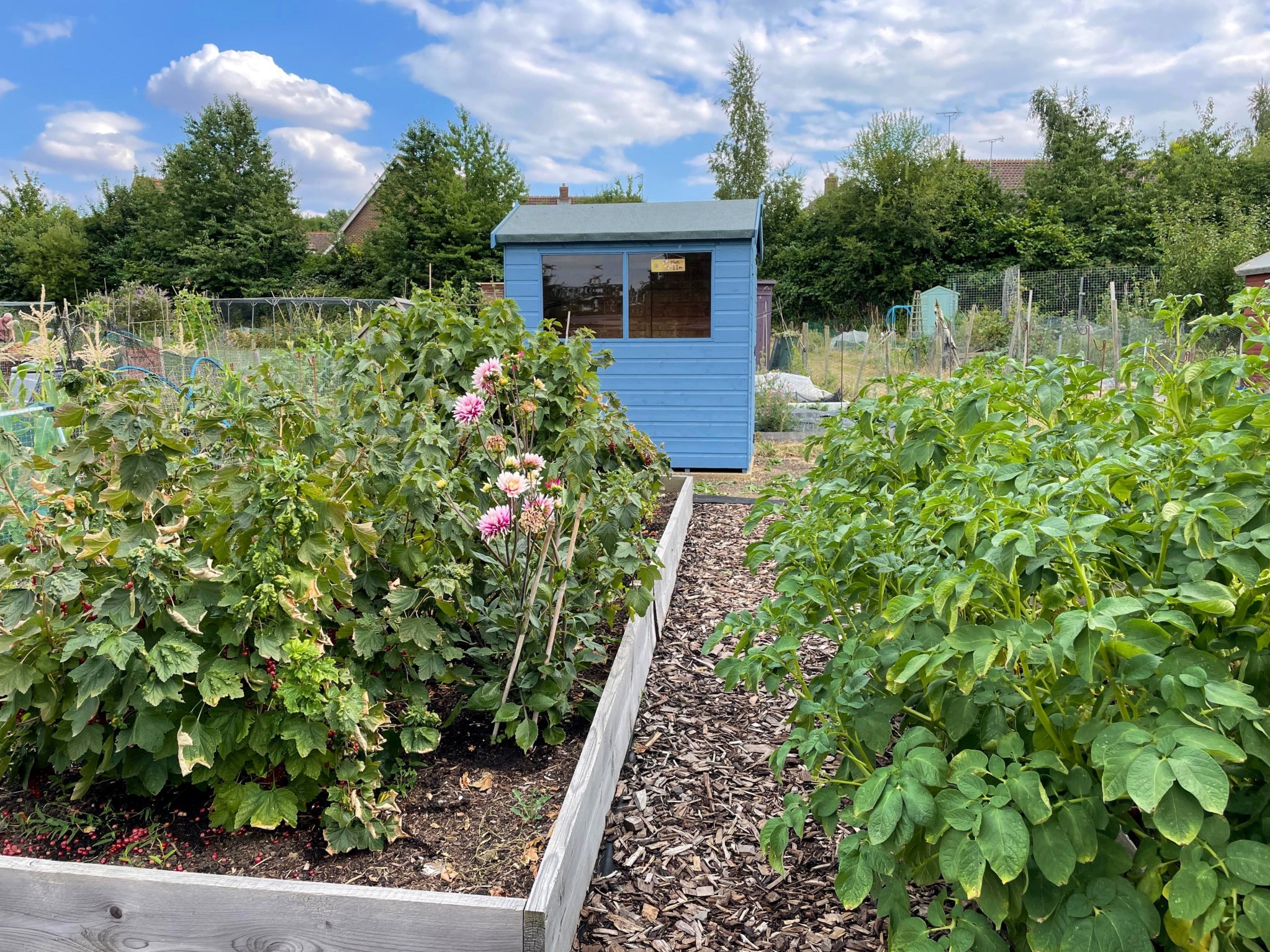 Little Blue Shed – Allotment Haven