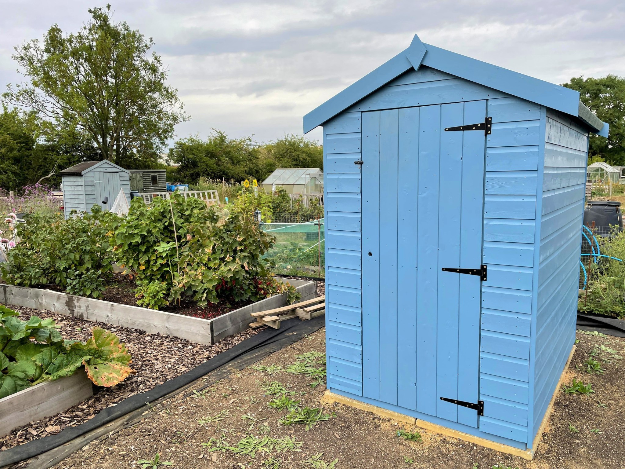 Little Blue Shed – Allotment Haven