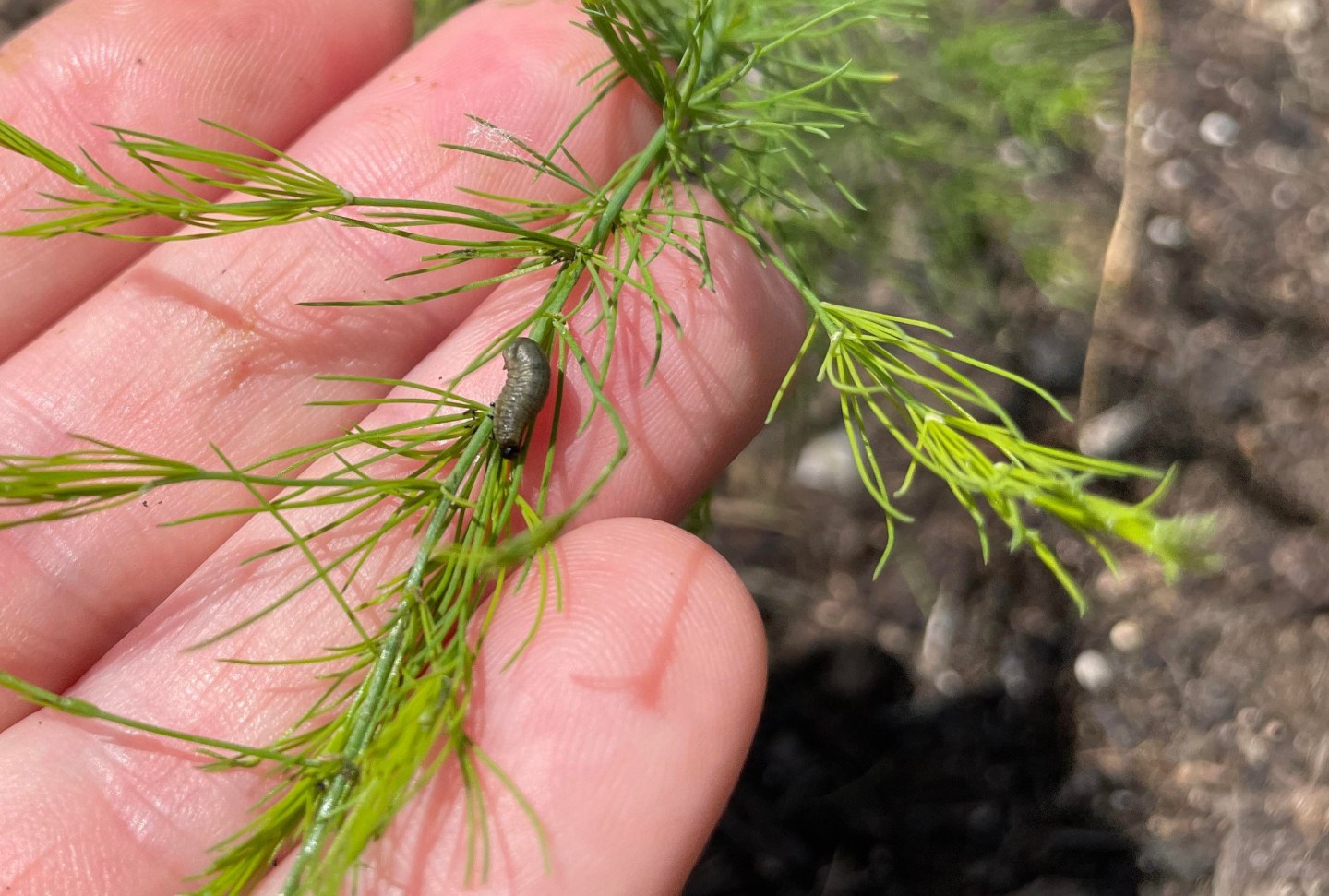 Asparagus Beetle – Allotment Haven