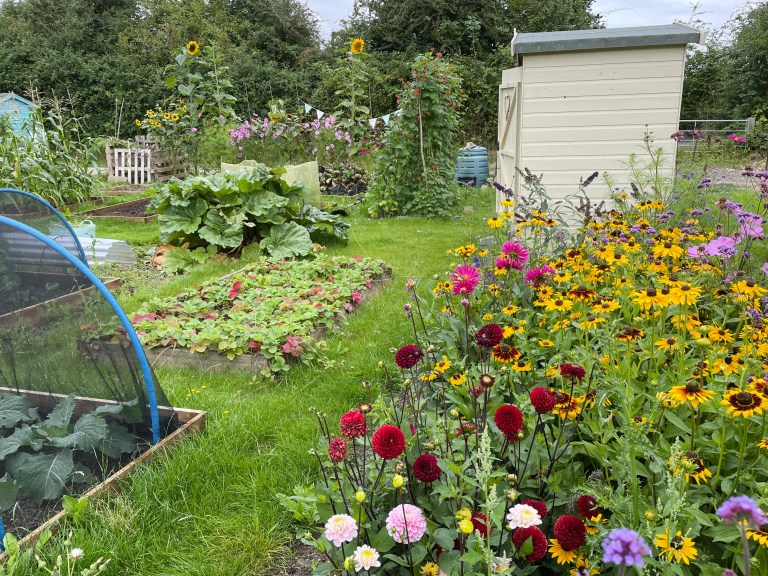5 Easy Grow Flowers for the Allotment – Allotment Haven